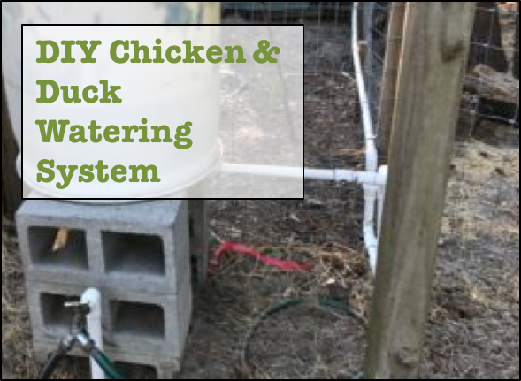 DIY Livestock Watering System | Bent Pine Farm
